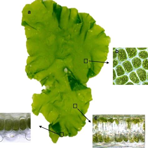 Phylogenentic Tree Of Ulva Species Inferred From The Combined Dataset