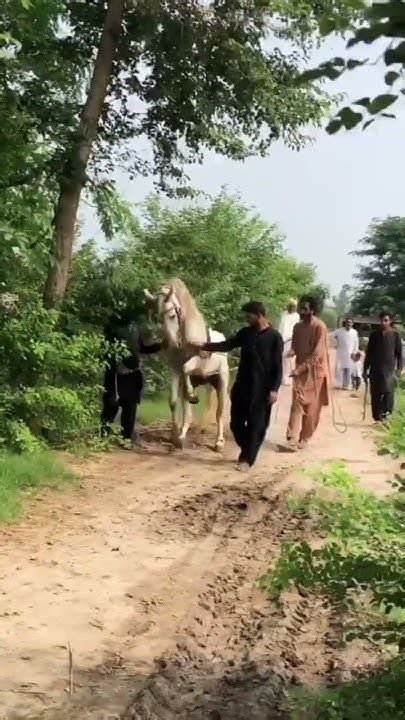 شوق نوابی Youtube