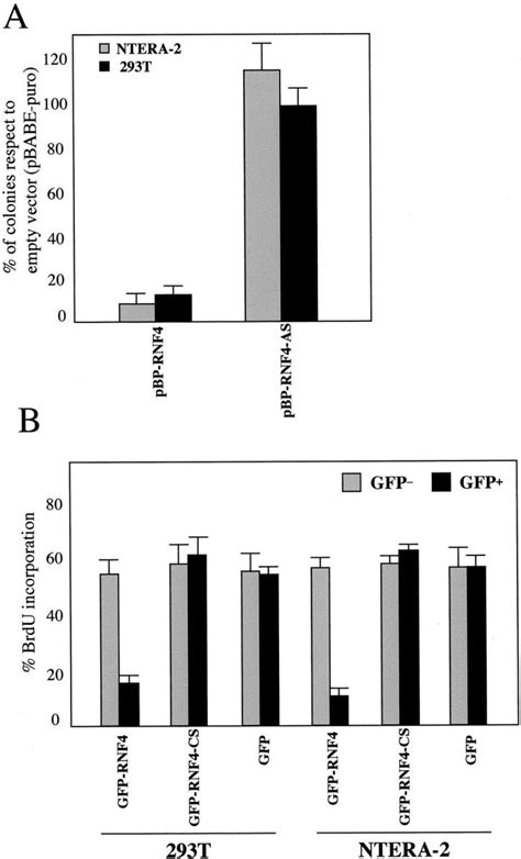 Rnf4 Is A Growth Inhibitor Expressed In Germ Cells But Not In Human
