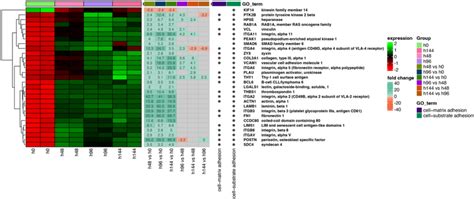 Heatmap Of Expressed Genes Related To Cellmatrix And Cell Substrate