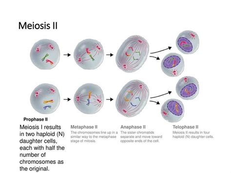 Unlocking The Mystery Snurfle Meiosis And Genetics Answer Key Revealed