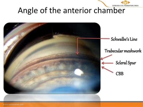 Anatomy Of The Anterior Chamber And Angle Pptx