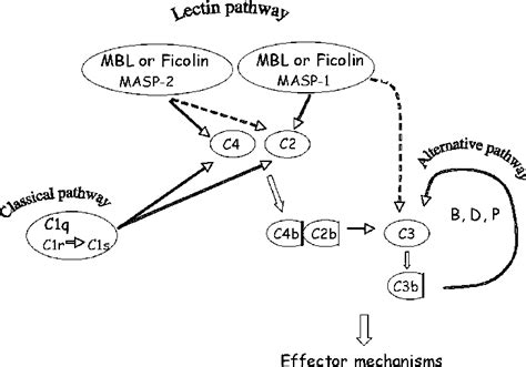 The Lectin Pathway According To The Present Results Both Masp 1 And