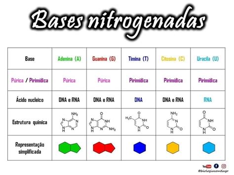 Biologia Existem Cinco Tipos Principais De Bases Nitrogenadas