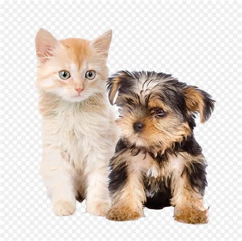 可爱小猫小狗png图片素材下载图片编号10090482 Png素材网 可爱小猫小狗png图片素材下载图片编号10090482 Png素材网