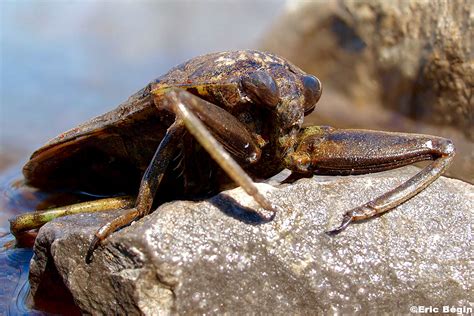 Giant Water Bug Toe Biter Punaise Deau Géante 1st… Flickr
