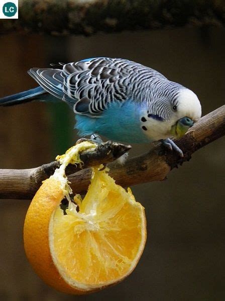 Budgerigarbudgieshell Parakeet Melopsittacus Undulatus Iucn Red