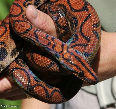 Brazilian Rainbow Boa Beautiful Pet Snake Close Up Snake With