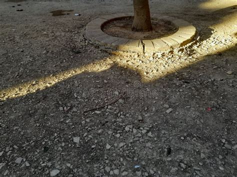 Tree Foot Stock Photo Image Of Geology Urbanite Sidewalk