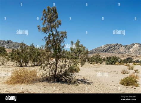 Tamarisk Trees And Bushes Along The Line Of An Underground Water Supply