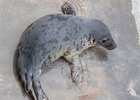 Cornish Seal Sanctuary Sea Life Trust Sand Hopper 2024 25 Seal