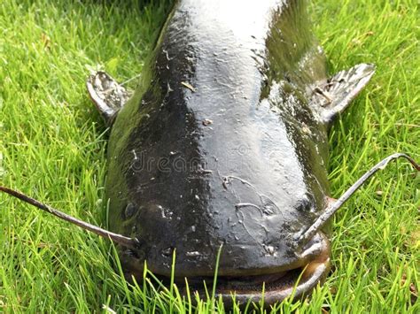 Head Of Big Catfish With Mustache Against Green Grass Macro Photo