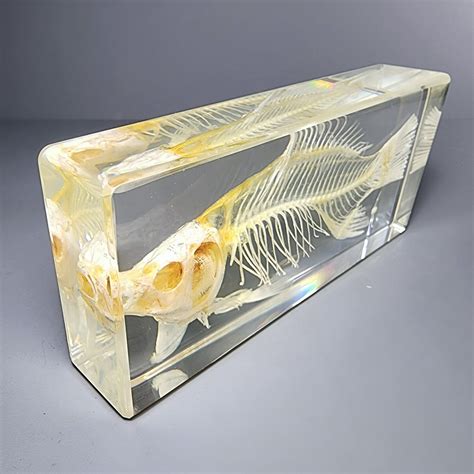 Insects In Resin Best Quality Resin Specimens Oddities For Sale