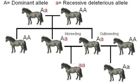 Difference Between Inbreeding And Outbreeding Compare The Difference Between Similar Terms