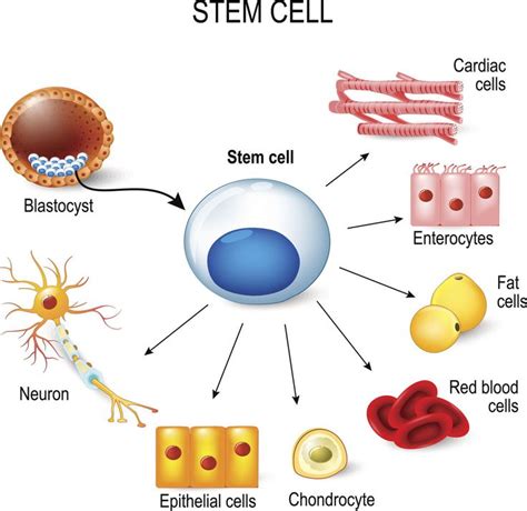 Embryonic Stem Cell Diagram