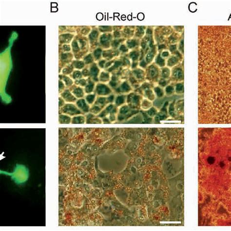 Some Genes Characteristic Of Undifferentiated Stem Cells And Of