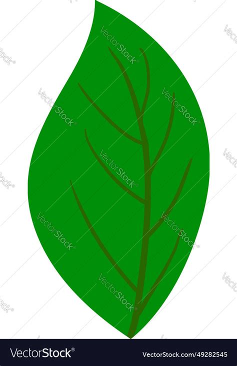 Tree Leaf Royalty Free Vector Image Vectorstock