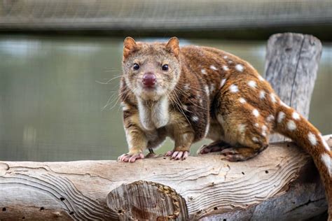 Quolls As Predators Of Koalas
