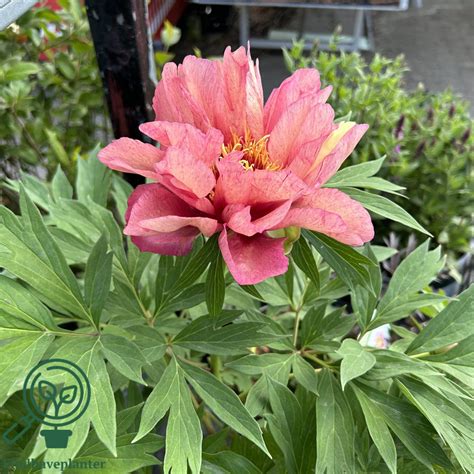 Paeonia Itoh Hybride ‘hillary Find Haveplanter