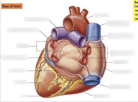 Base Of Heart Diagram Quizlet