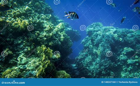 Foto Subacu Tica Hermosa De Las Porciones De Pescados Tropicales Coloridos Que Nadan Alrededor