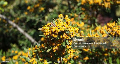 Pyracantha Angustifolia Is A Genus Of Spiny Evergreen Shrubs In The