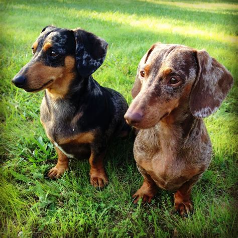 Silver Dapple Dachshund