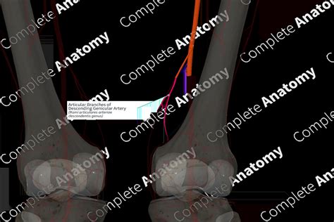 Articular Branches Of Descending Genicular Artery Left Complete Anatomy