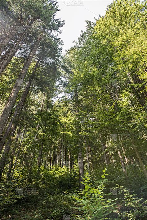 看树梢，仰望天空，绿色的景色