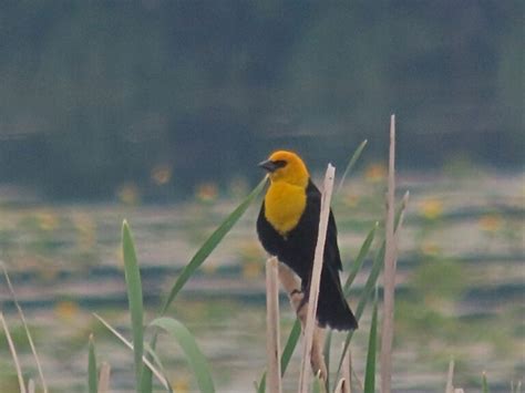 5 Of The Best Places For Birding Near Saskatoon