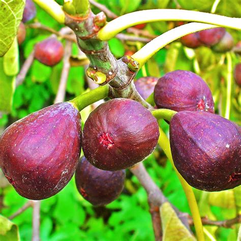 Tomorrowseeds Fig Tree Seeds 1800 Count For 2026 Planting Common