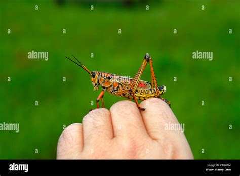 Eastern Lubber Grasshopper Everglades Florida High Resolution Stock