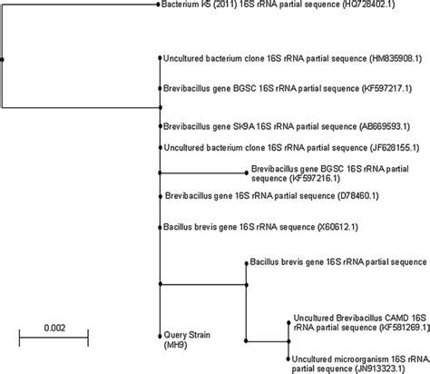 Phylogenetic Tree Using The Neighbor Joining Method Download