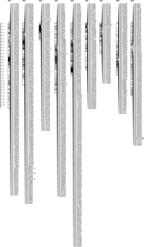 A High Density Genetic Map Of Raphanus Sativus L Linkage Groups R01 To Download Scientific