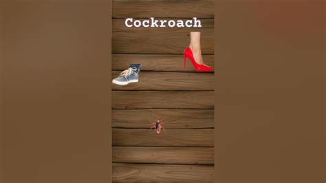 Cockroach Filter Youtube