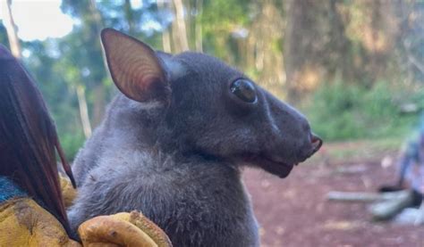 Hypsignathus Monstrosus Bat Conservation International