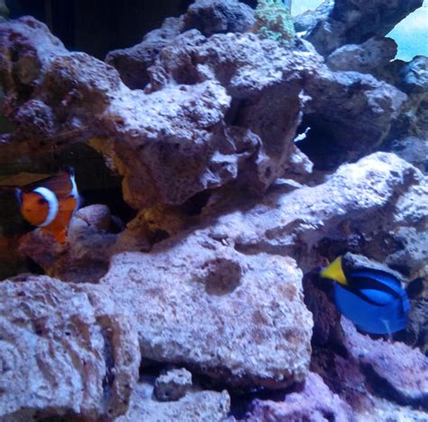 Marlin And Dory Irl 2 By Kbafourthtime On Deviantart