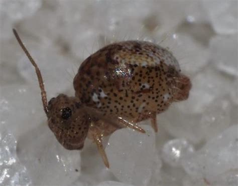 Globular Springtail Sminthurus Bugguidenet