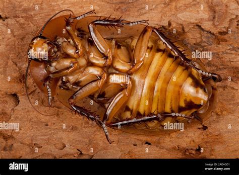 Deaths Head Cockroach The True Deaths Head Cockroach Blaberus