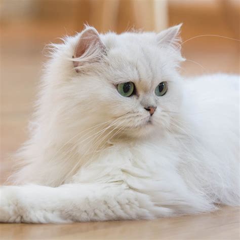22 Cutest Cat Breeds Youll Want To Adopt