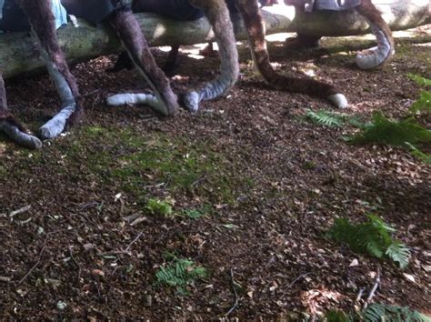 Sophie Eustace On Twitter Incredible Day Yesterday Making A Film In Epping Forest With These