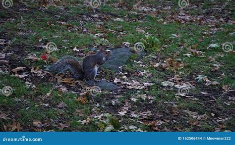 A Bushy Tailed Squirrel With Paws To Its Mouth Standing On Scrubby