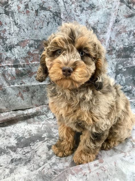 Brown Cockapoo Full Grown