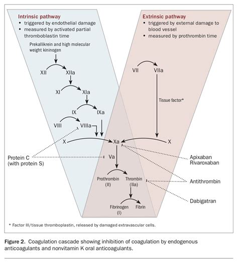 Coagulation Testing In Common Clinical Scenarios Medicine Today
