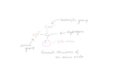Amino Acids Building Block Of Proteins