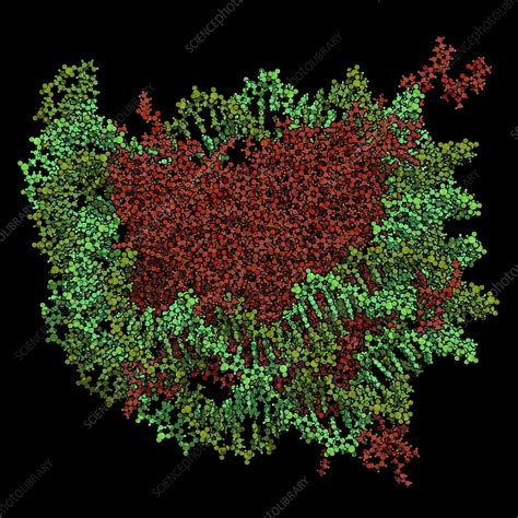 Nucleosome Molecule Illustration Stock Image F0192299 Science