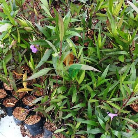 Jual Bibit Bunga Ruellia Ungu Agro Bibit Id