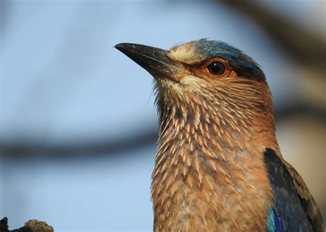 Pench Experiential Journeys