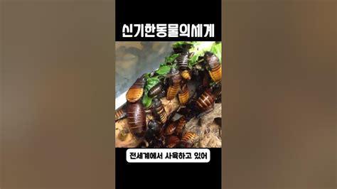 세상에서 가장 큰 바퀴벌레 Feat 미식가들 마다가스카르휘파람바퀴벌레 Youtube