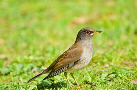 シロハラ 2020 03 24 日本の野鳥識別図鑑